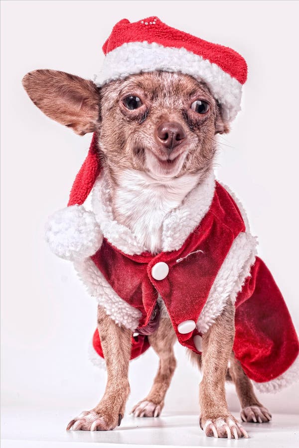 Smilingdog Outfit Stock Photos - Free & Royalty-Free Stock Photos from ...