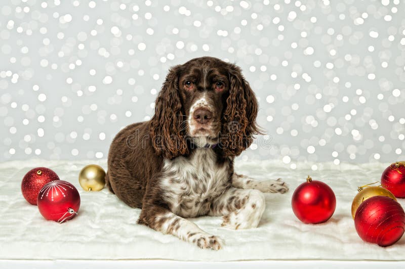 189 Christmas Springer Spaniel Stock Photos - Free & Royalty-Free Stock ...