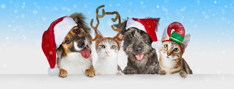 Christmas Dogs and Cats Over White Web Header Stock Image - Image of ... Christmas Dogs and Cats Over White Web Header Stock Image - Image of ...