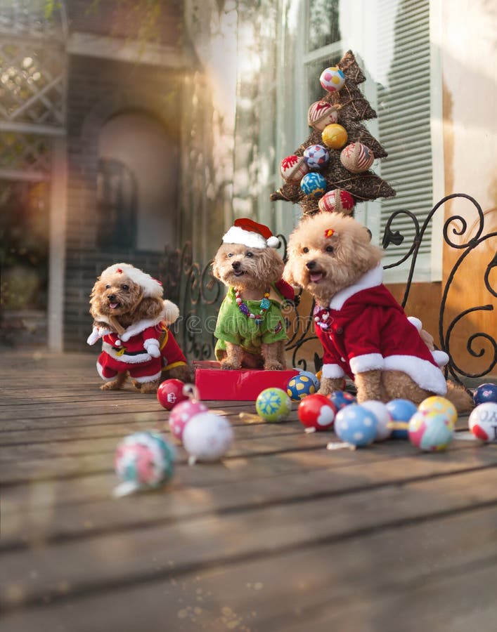 Pinchers, Pets Wishing Merry Christmas Stock Image - Image of ...
