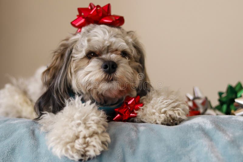 Christmas Cockapoo Stock Photos - Free & Royalty-Free Stock Photos from ...