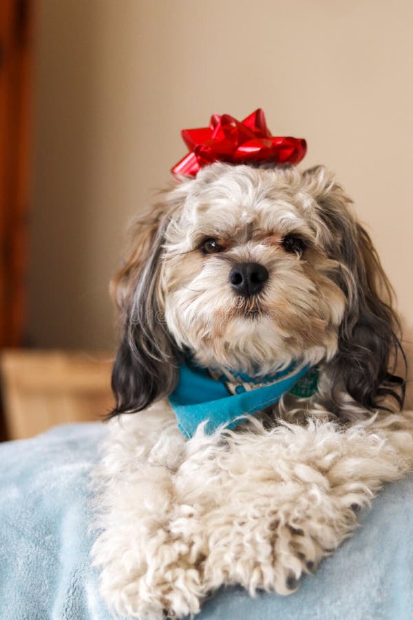 Cockapoo Puppy Christmas Stock Photos - Free & Royalty-Free Stock ...