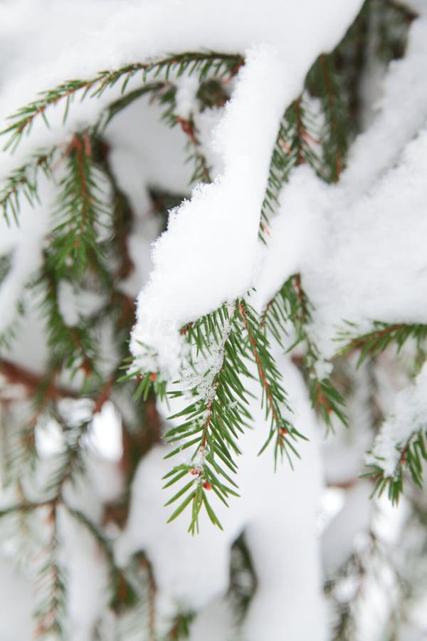 Christmas Evergreen Spruce Tree Stock Image - Image of isolate ...