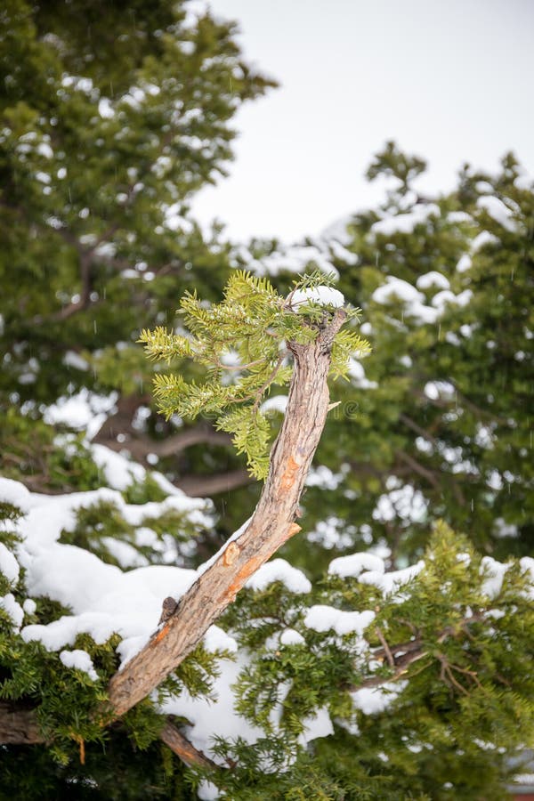 Christmas Evergreen Spruce Tree Stock Image - Image of branch ...