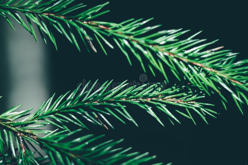 Christmas Fir Tree Background with Copy Space. Fir Tree Branches ...