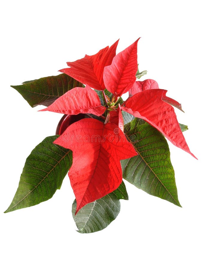 Christmas flower stock photo. Image of flora, floral, garden - 3706480