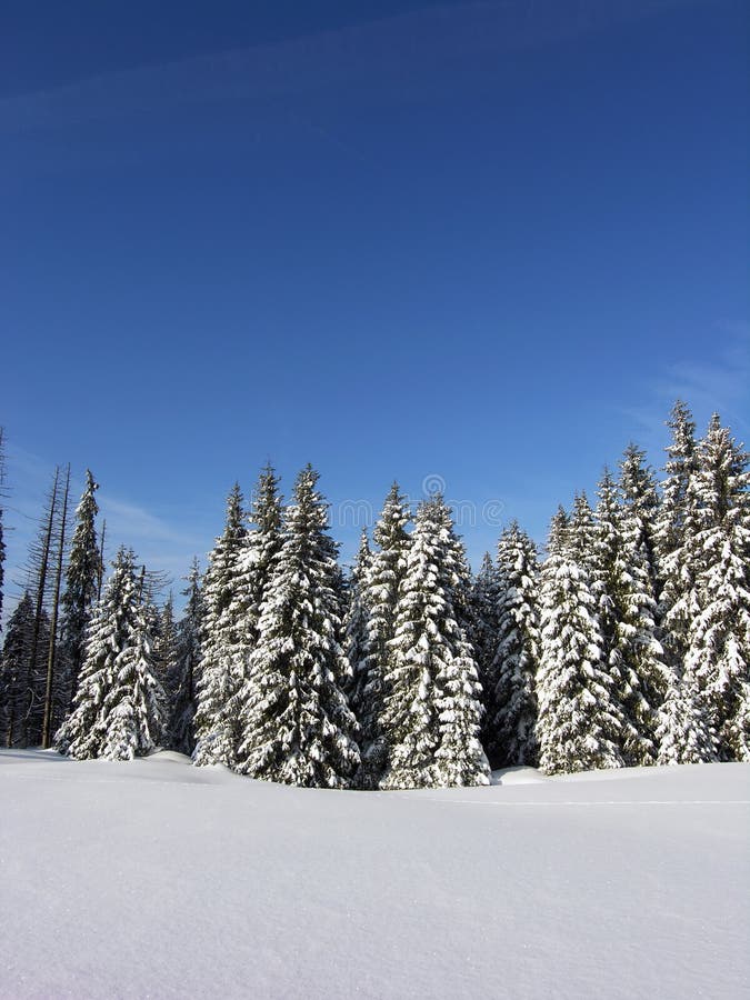 Snow Covered Christmas Forest Stock Photo - Image of frosty, scenery ...