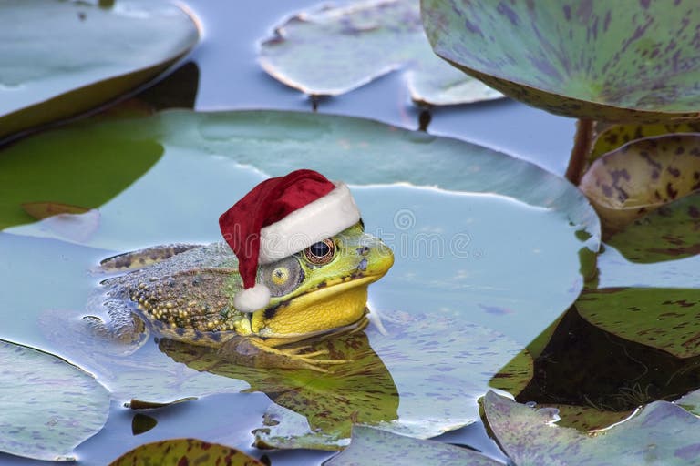 Christmas frog stock image. Image of green, funny, animal - 1704289