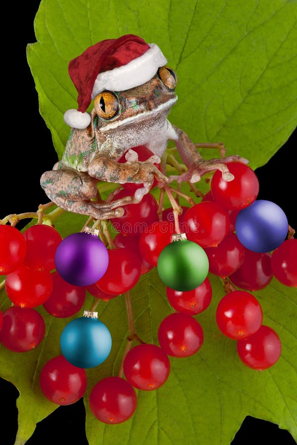 Christmas Frog on Berry Ornaments Stock Image - Image of macro ...