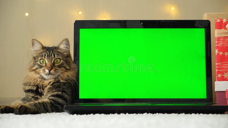 Christmas Green Screen of Laptop and Pet Cat. Stock Video - Video of ...