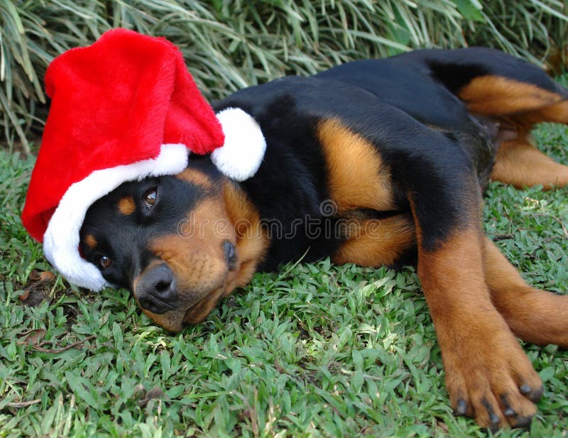Christmas hat rottweiler stock image. Image of park, santa - 1367777
