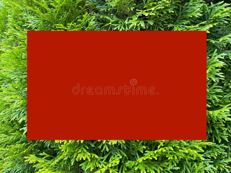 Evergreen Christmas Holiday Background with Rectangular Red Box Overlay ...