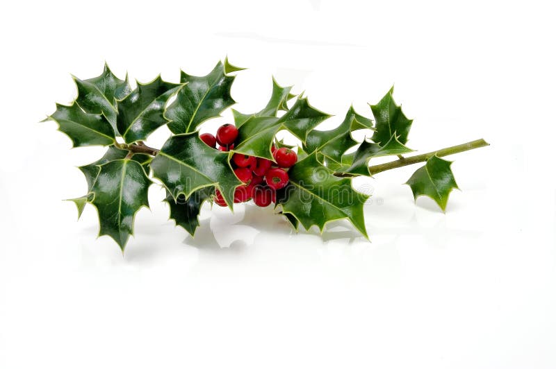 Perfect Sprig of Holly stock image. Image of fresh, green - 16181481