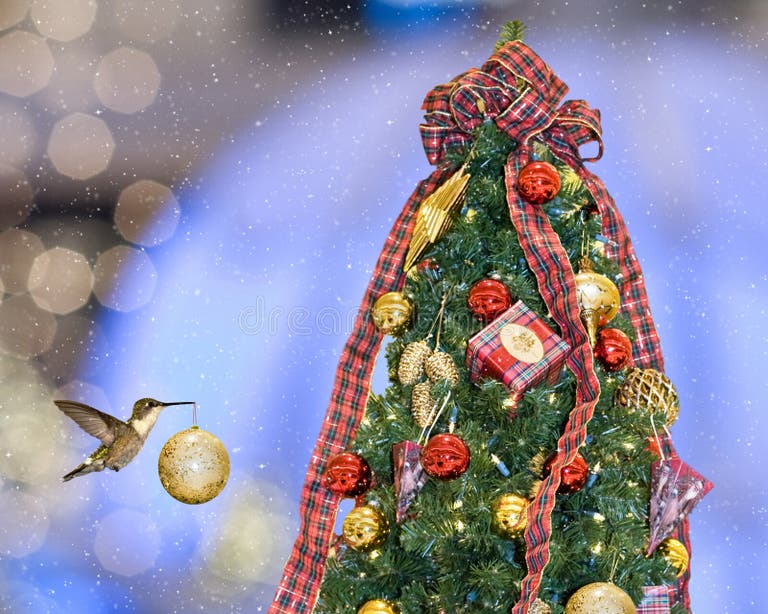 Christmas Hummingbird stock image. Image of ornament - 17457579