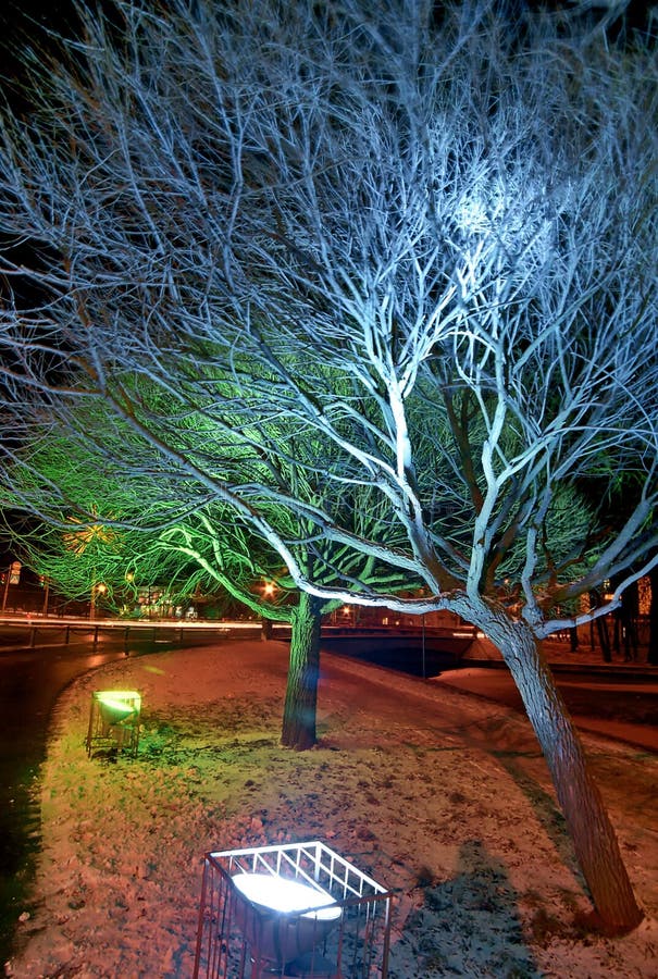 Christmas Illumination of Trees Stock Photo - Image of flora, openair ...