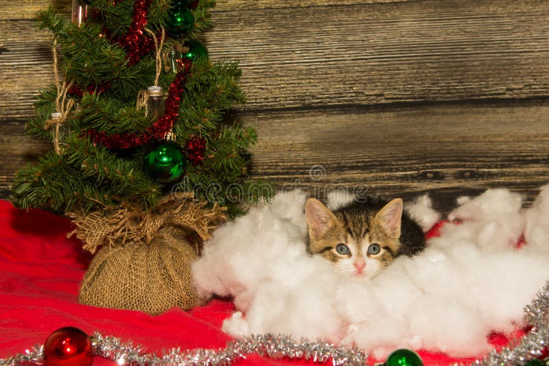 Christmas Kitten stock image. Image of amazing, hiding - 64484879