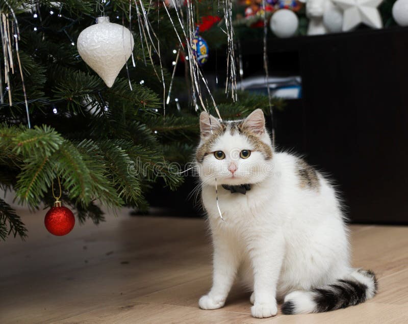 Christmas Kitty by the Christmas Tree Stock Photo - Image of christmas ...