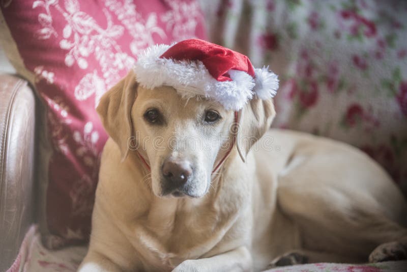 Christmas labrador stock image. Image of labrador, wearing - 80784657