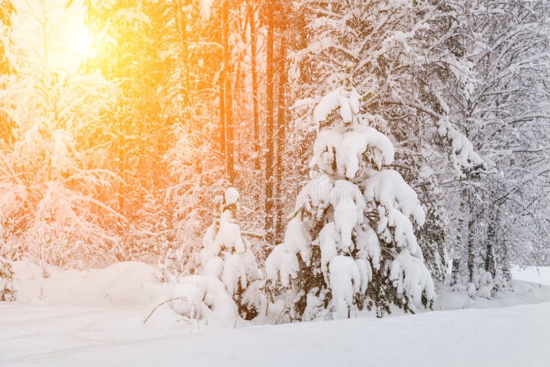 Christmas Landscape With Snow-covered Trees Stock Image - Image of ...