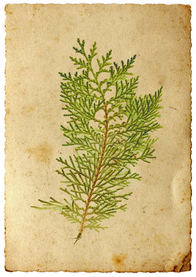 356 Christmas Rust Wallpaper Stock Photos - Free & Royalty-Free Stock ...