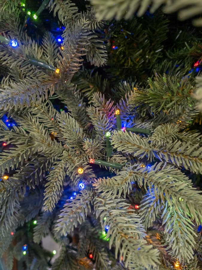 Christmas lights stock image. Image of food, twig, tree - 257109653