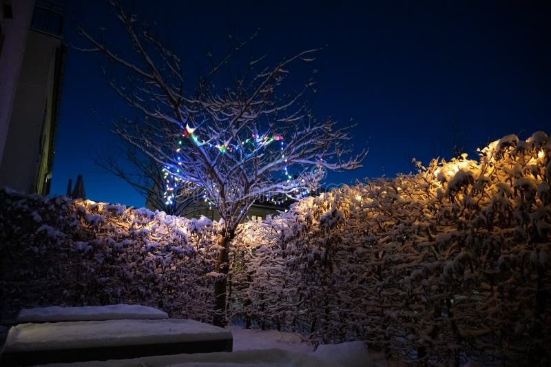 Christmas Lights in a Tree and a Hedge in a Garden.. Stock Image ...