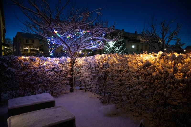 Christmas Lights in a Tree and a Hedge in a Garden.. Stock Photo ...