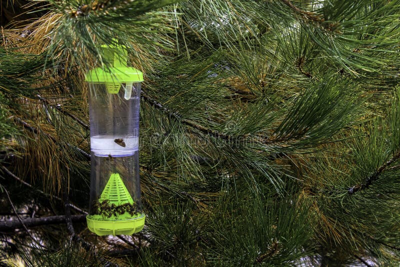 Bee Trap stock image. Image of woods, trap, landscape - 99829455