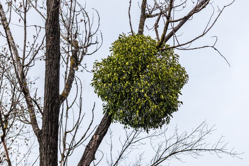 Christmas Mistletoe Ball on a Bare Tree Stock Image - Image of branch ...