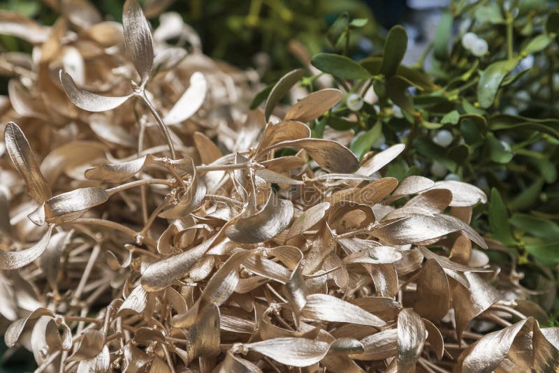 Christmas Mistletoe in Gold Color Stock Image - Image of garden ...