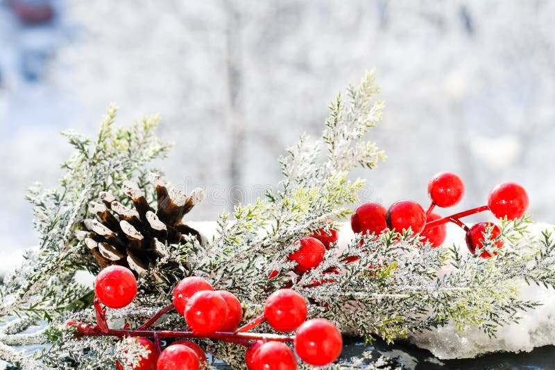 16,389 Mistletoe Stock Photos - Free & Royalty-Free Stock Photos from ...