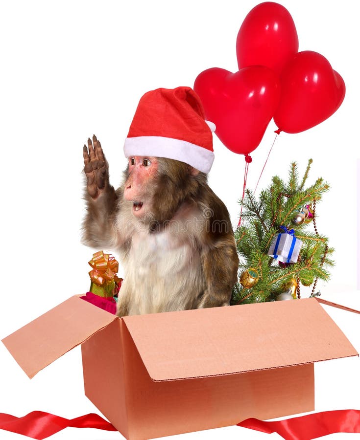 Cute Monkey Cardboard Box Stock Photos - Free & Royalty-Free Stock ...