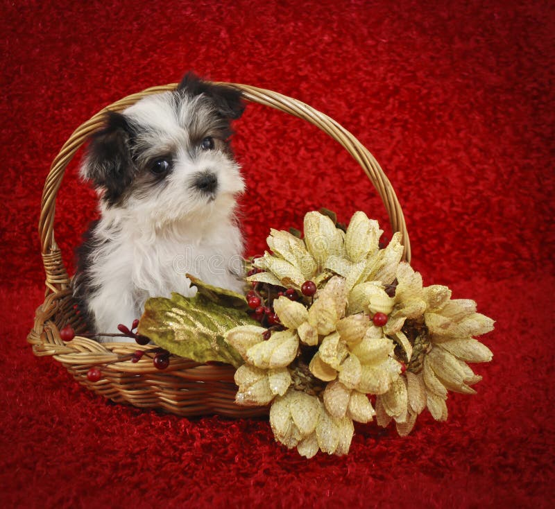 Cute Morkie Puppy stock photo. Image of fuzzy, space - 23122198