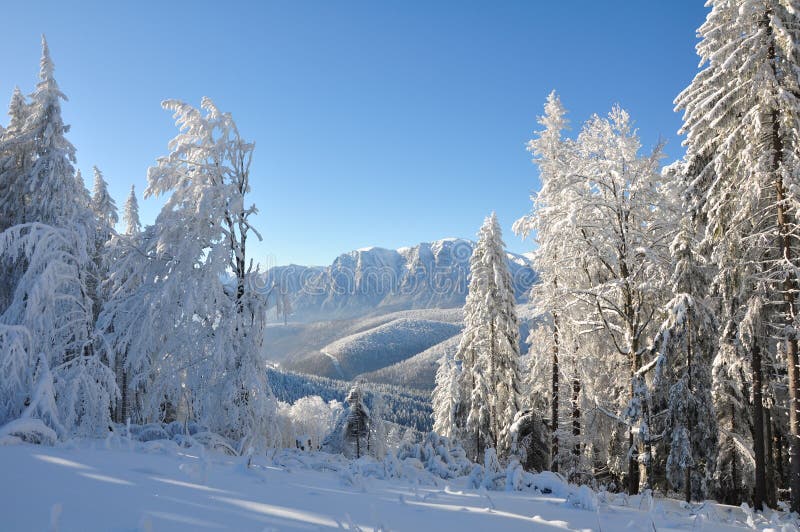 Christmas nature stock image. Image of panorama, south - 7594725