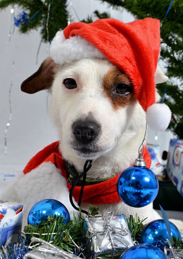 Christmas pet stock image. Image of celebration, copy - 46924589