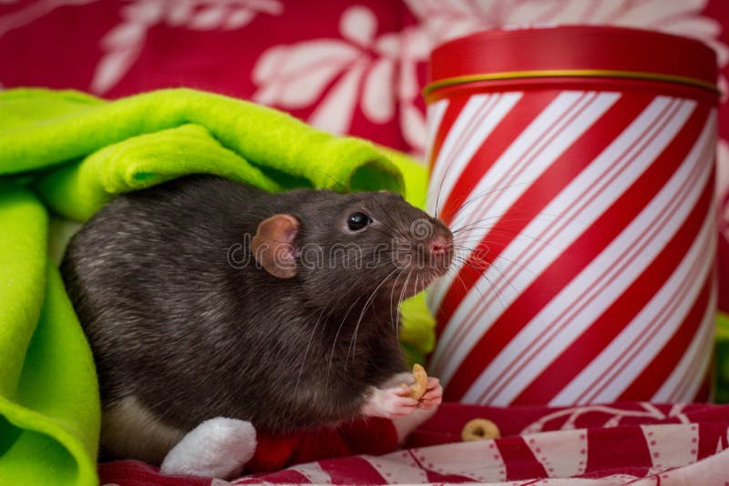 Christmas Pet Rats stock image. Image of holiday, furry - 174494227