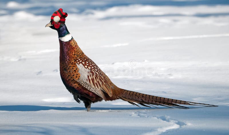 Winter Pheasant stock photo. Image of outdoors, nature - 11576574