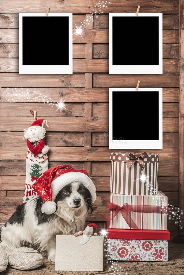 Christmas Card Frame Dogs Stock Photos - Free & Royalty-Free Stock ...