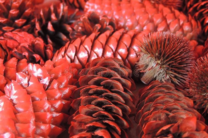 Christmas Pine Cones Big Red Stock Image - Image of closeup, background ...