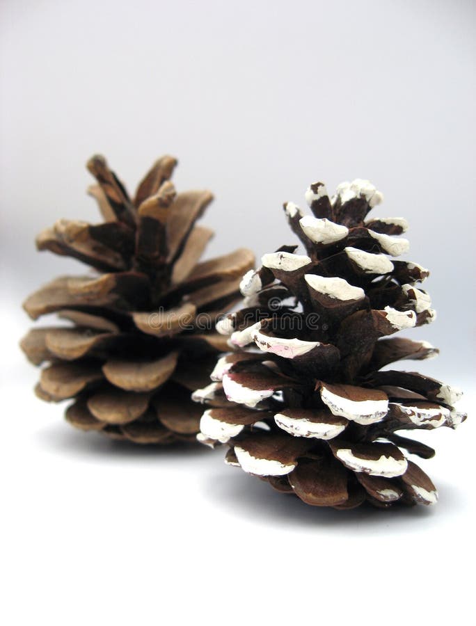 Christmas pines stock image. Image of tree, xmas, holidays - 3232143