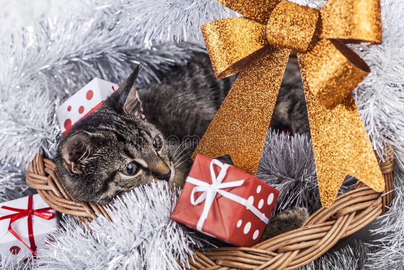 Christmas playing cat stock image. Image of decoration - 81990675