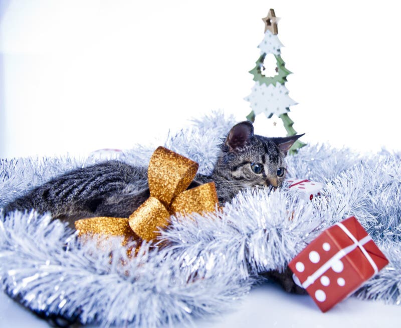 Christmas cat stock image. Image of ornaments, ornament - 81993635
