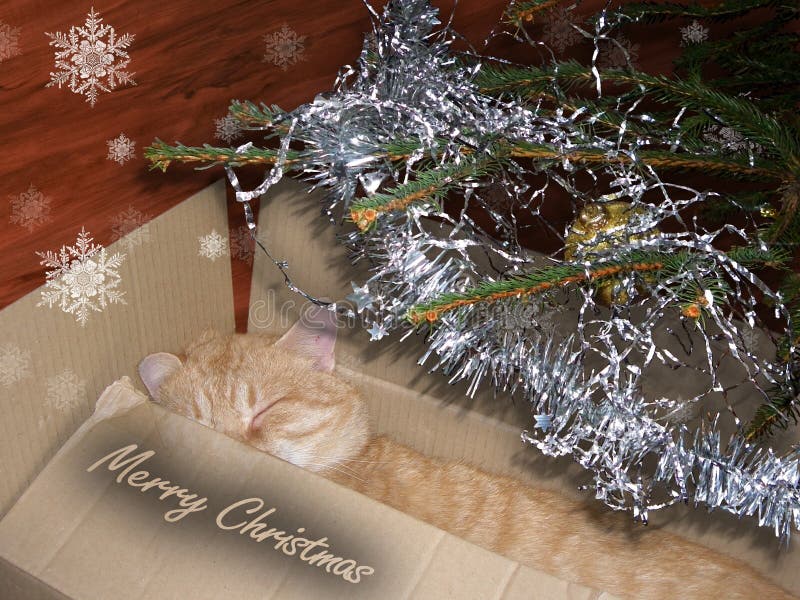 Cat Under Green Wrap Stock Photos - Free & Royalty-Free Stock Photos ...