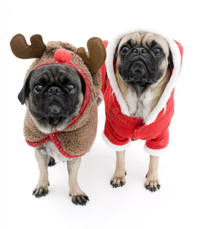 Christmas Pugs stock photo. Image of expressive, costume - 12376776