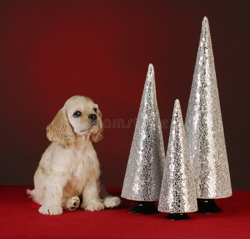 Red and White American Cocker Spaniel Puppy Stock Photo - Image of ...