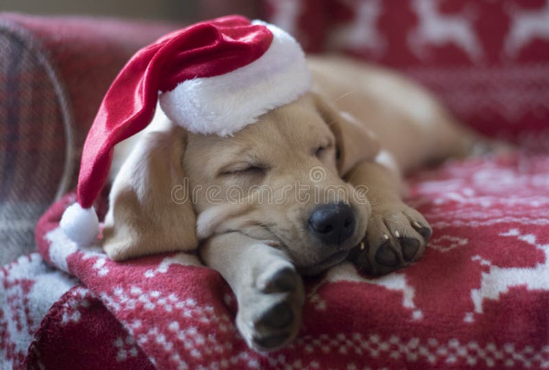 Christmas Puppy Labrador Wearing a Santa Hat Stock Image - Image of ...