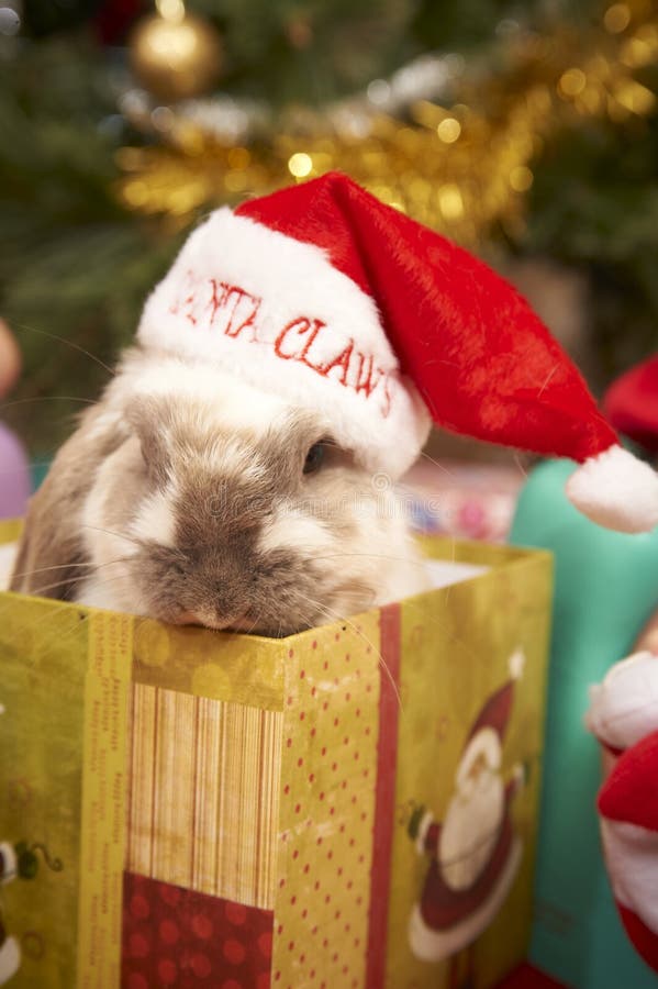 Christmas rabbit stock image. Image of rabbit, santa - 25131769