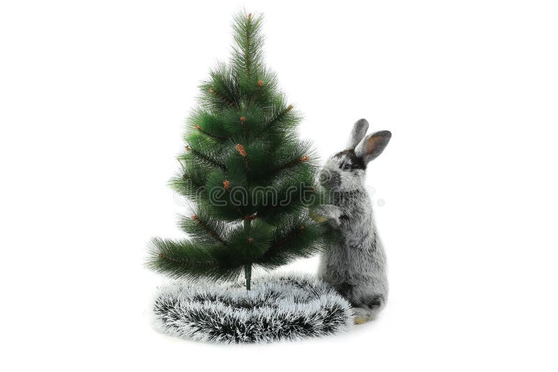 Tree rabbits stock image. Image of animal, bunny, newborn - 59212735