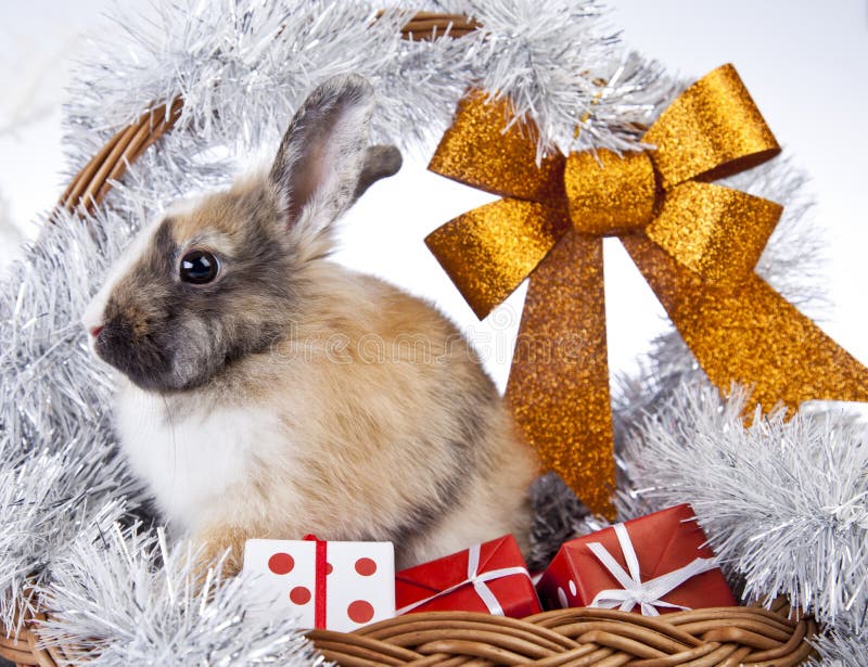 Christmas Rabbit in Toy Shop Stock Image - Image of mascot, textile ...