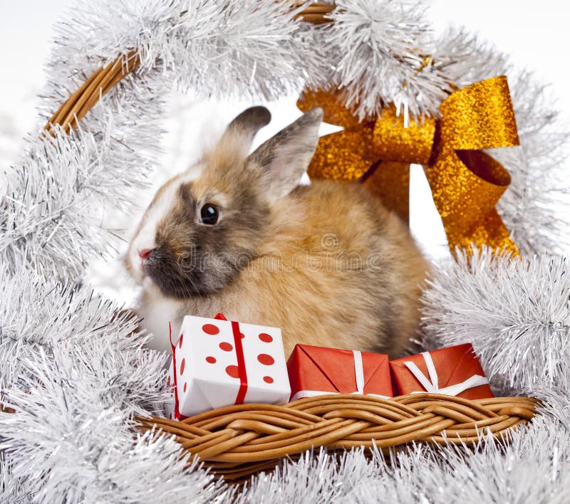 Christmas Rabbit in Toy Shop Stock Image - Image of mascot, textile ...